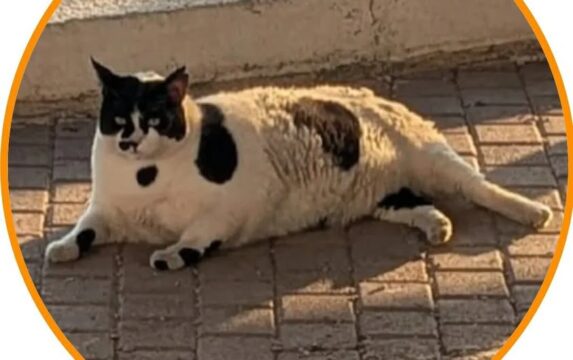 Chonkus Maximus: Ο viral σούπερσταρ γάτος των Χανίων! | Thats Life ...